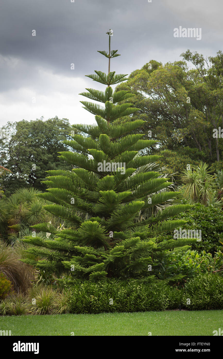 Melbourne plants hi-res stock photography and images - Alamy