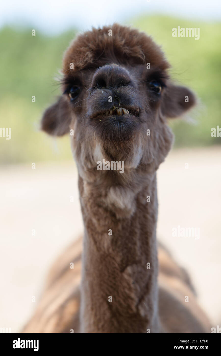 Alpacas farm sheep hi-res stock photography and images - Alamy