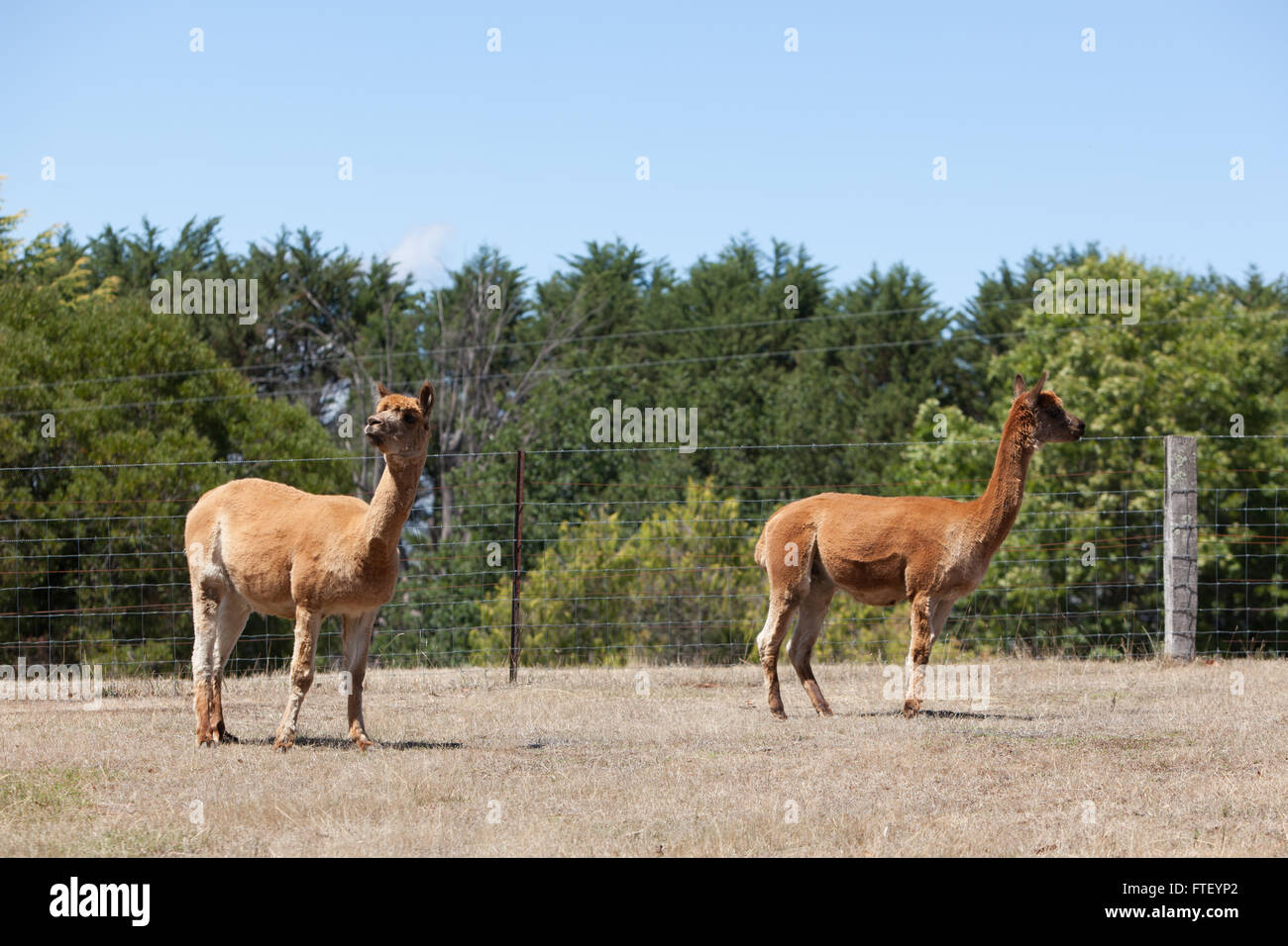 Alpaca wool clothing hi-res stock photography and images - Alamy
