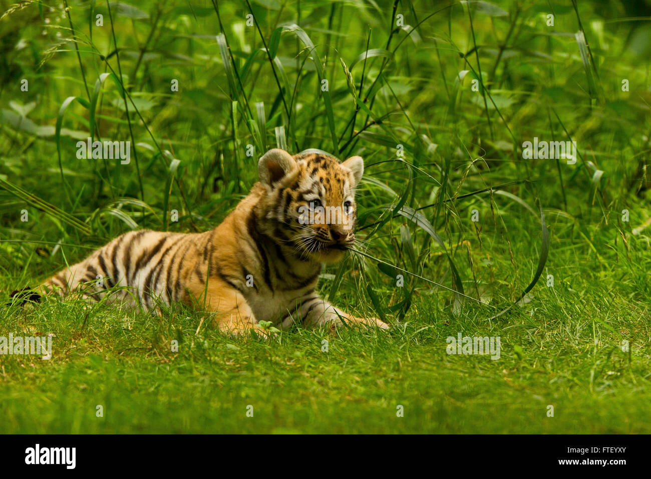 Siberian/Amur Tiger (Panthera Tigris Altaica) Cub Laying On Long Grass ...