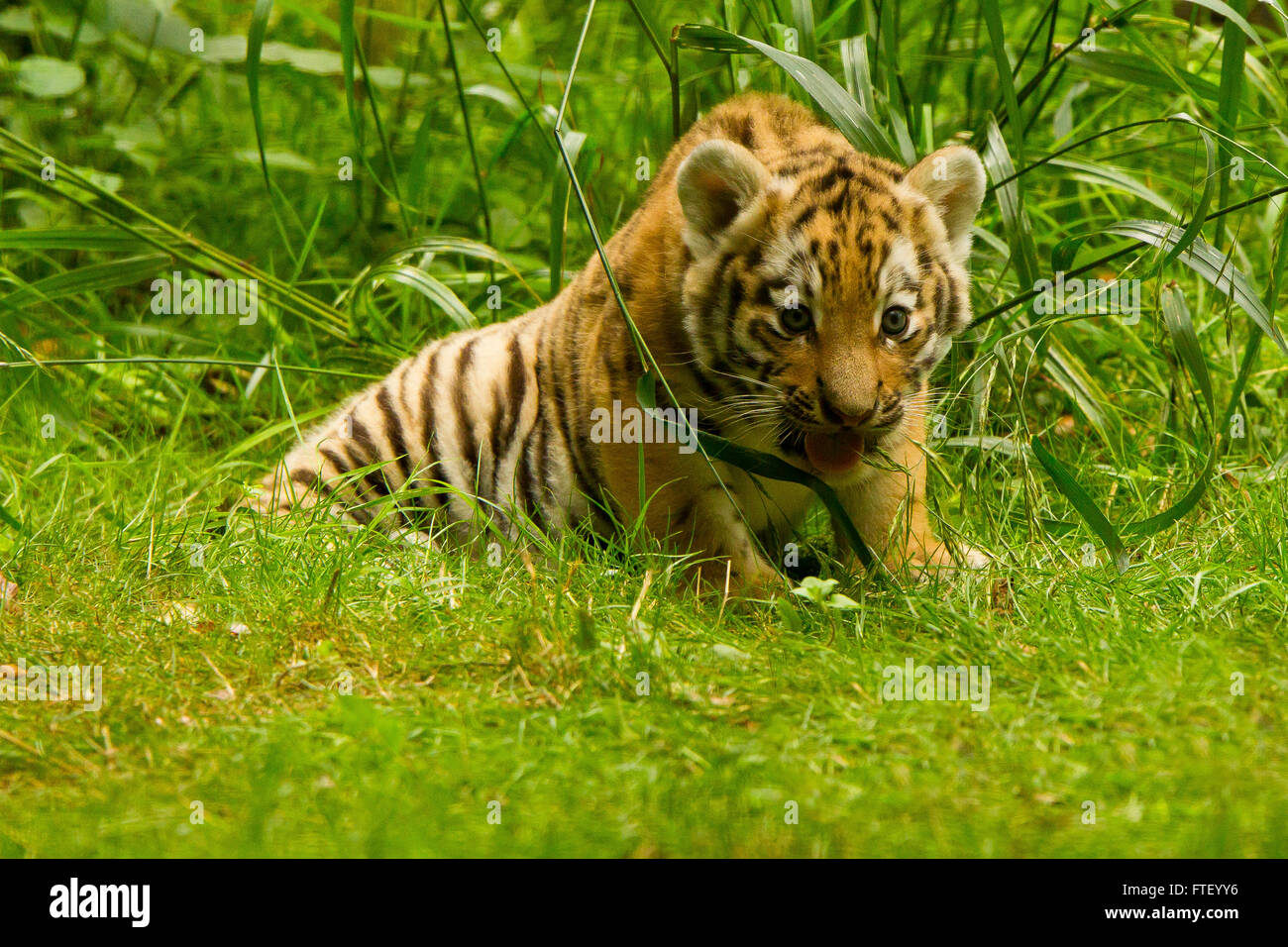 Siberian/Amur Tiger (Panthera Tigris Altaica) Cub Laying On Long Grass ...