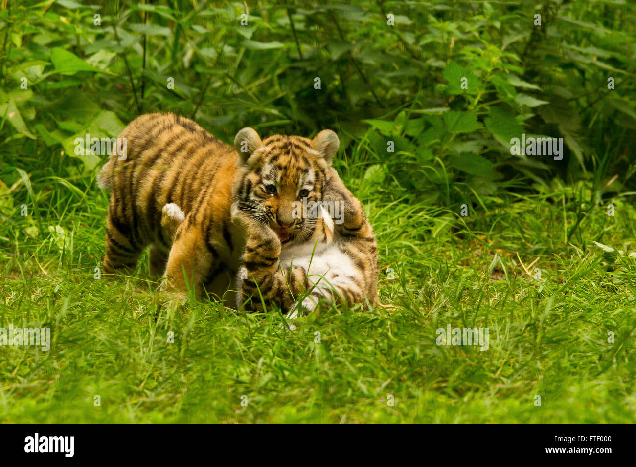 Siberian/Amur Tiger (Panthera Tigris Altaica) Cubs Playing Together ...
