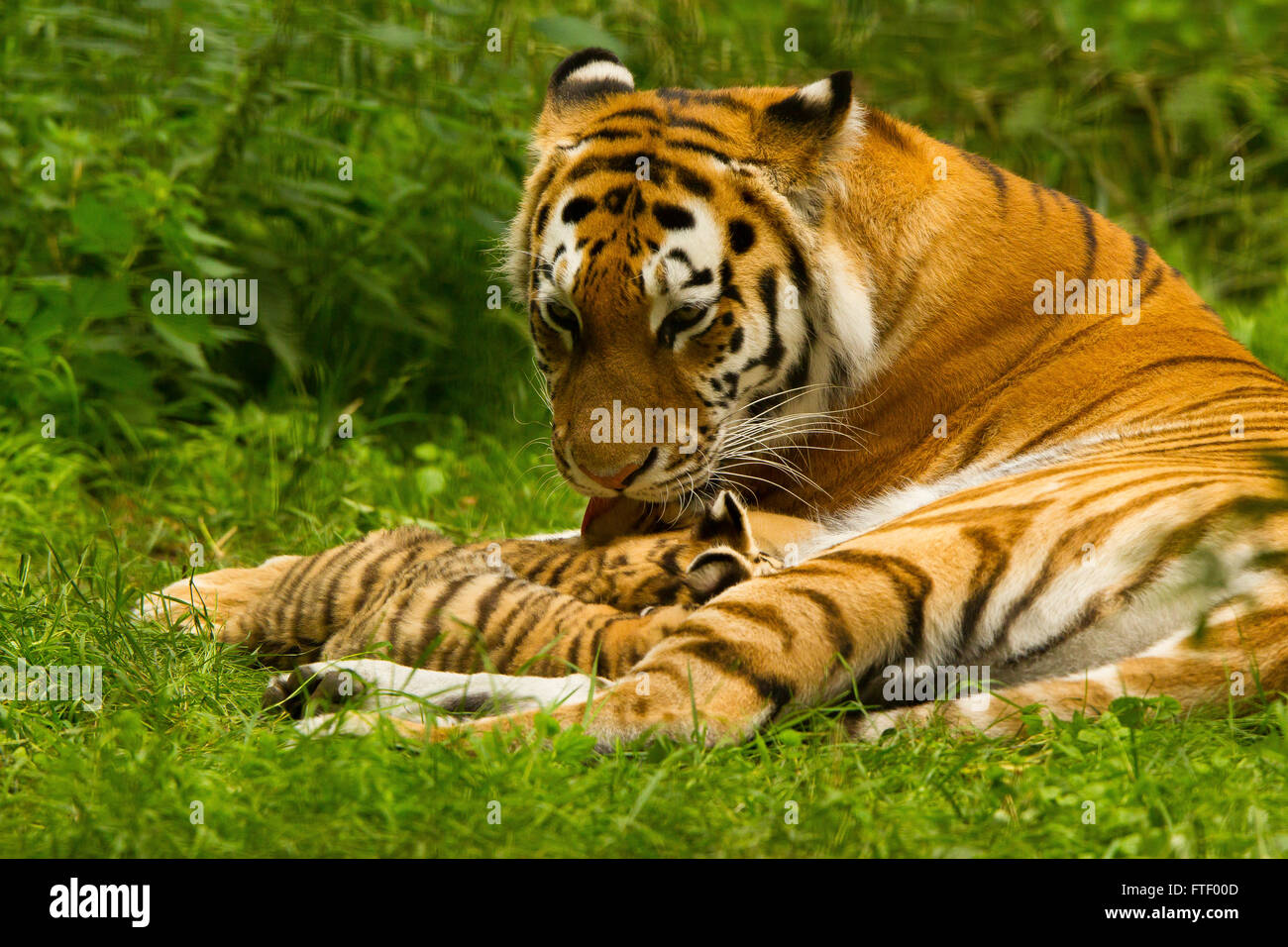 Siberian/Amur Tiger (Panthera Tigris Altaica) Cubs And Mother Together ...