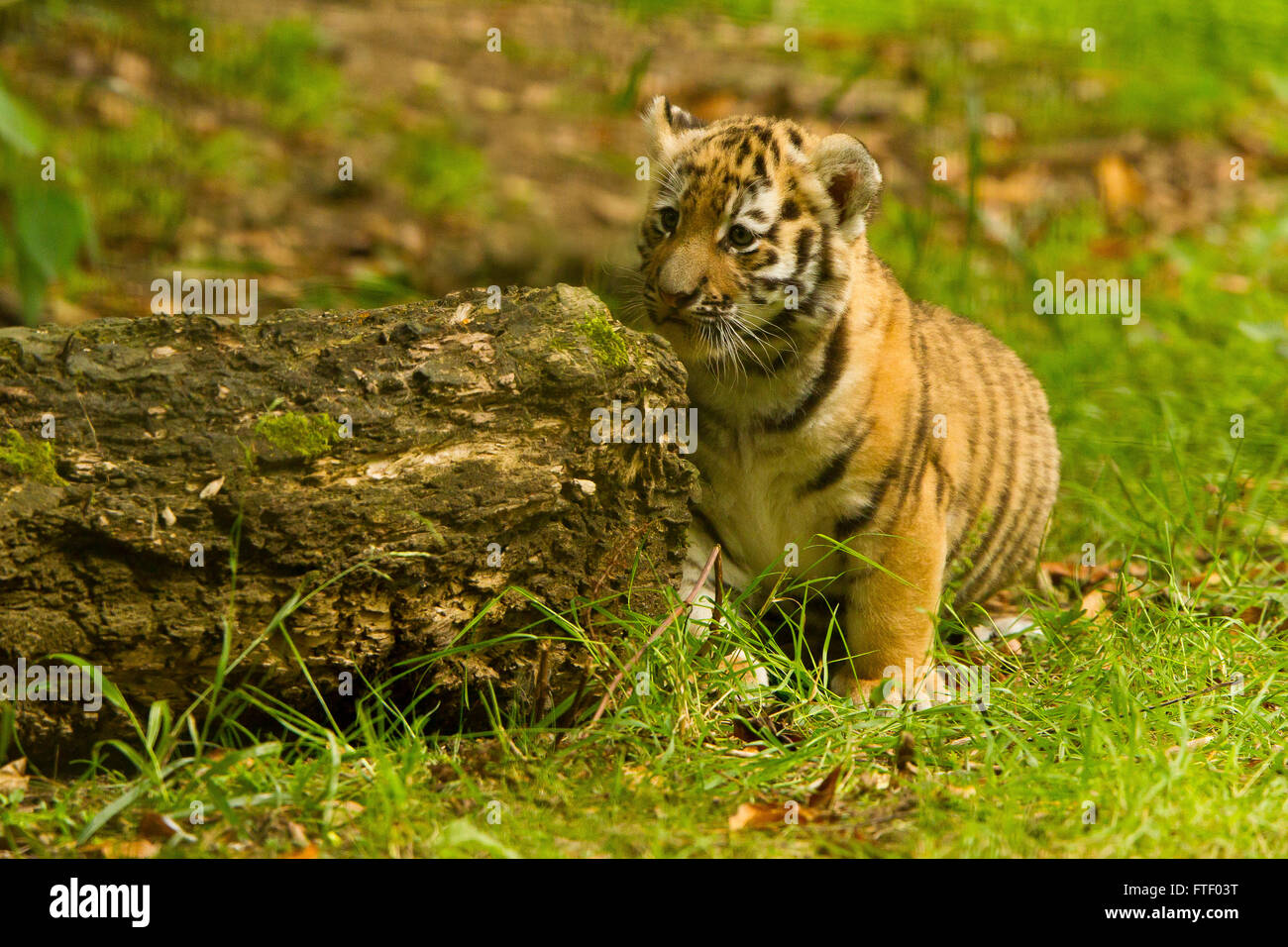Siberian/Amur Tiger (Panthera Tigris Altaica) Standing next To A Tree ...