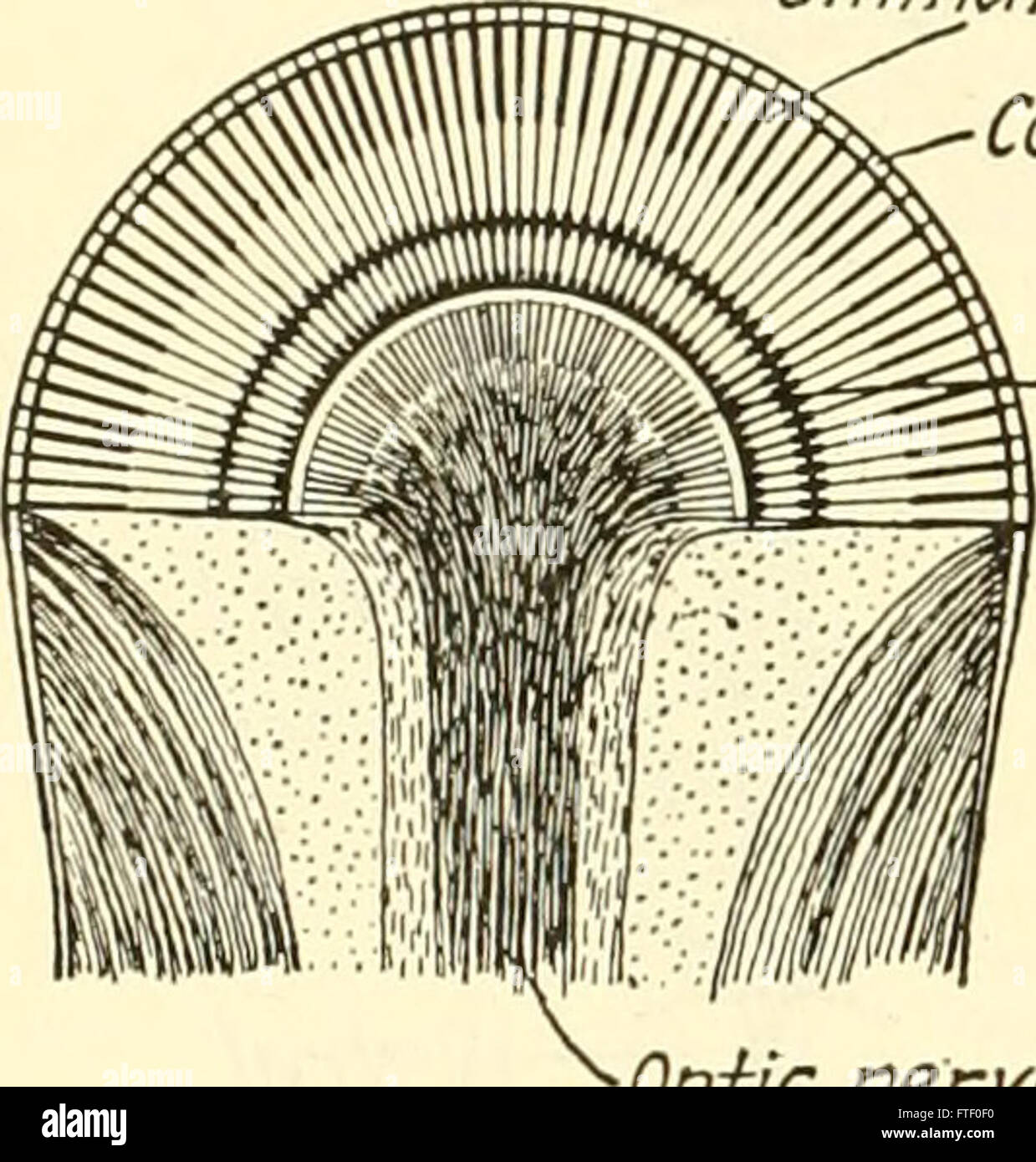 'Animal Biology' (1940) provides an overview of biological principles ...