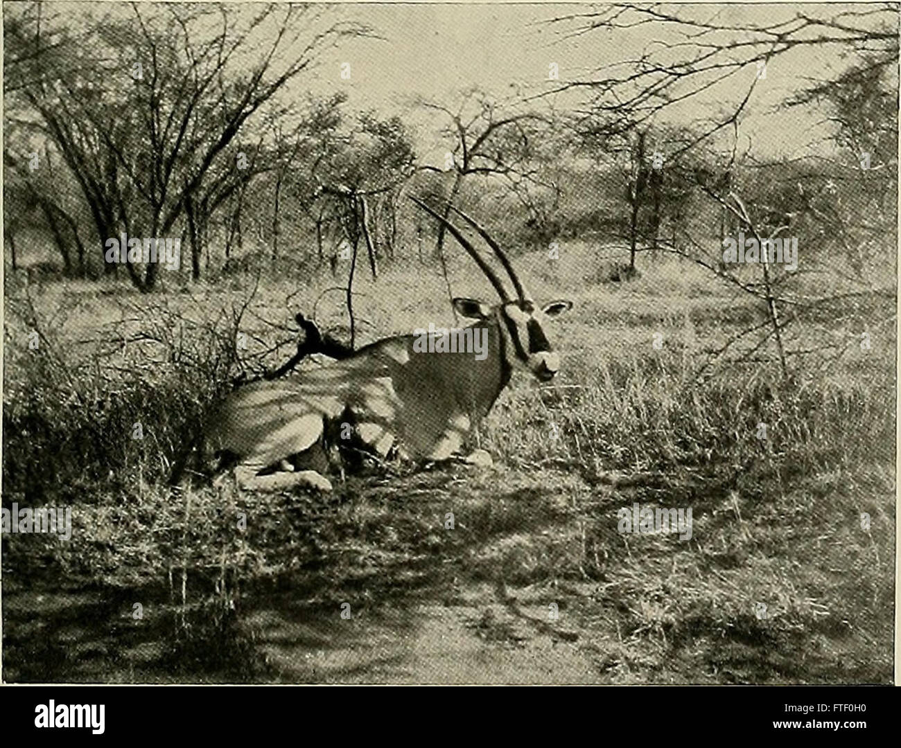 The *Animal Life and the World of Nature* magazine (1902) provides a ...