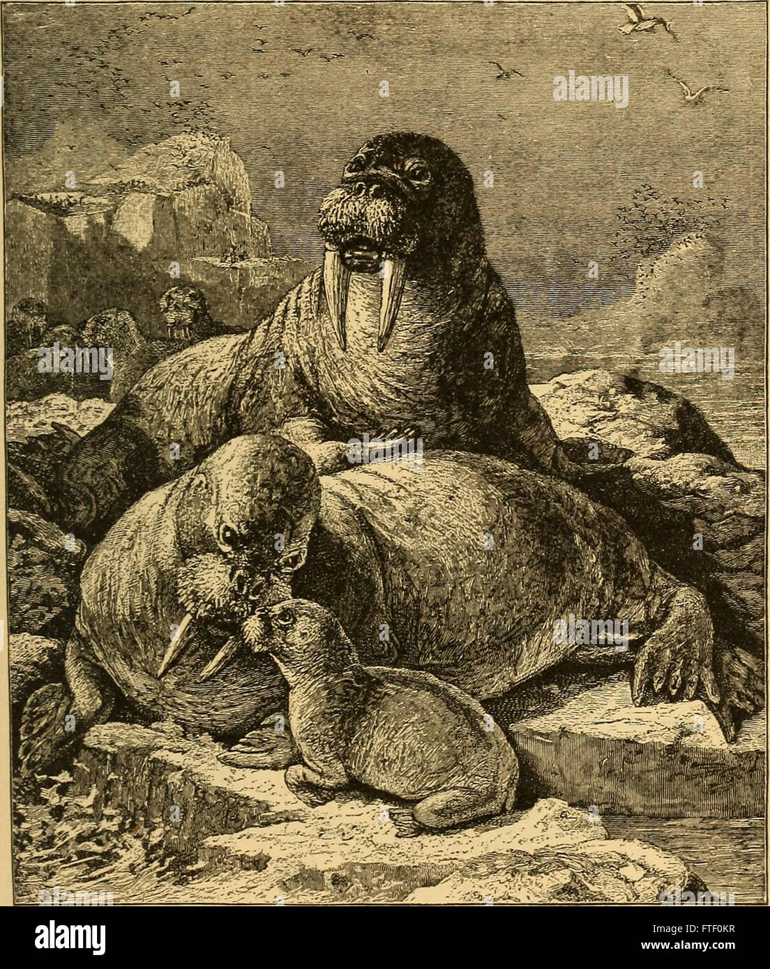 This 1887 work by Edwin Ray Lankester explores the diversity of animal ...