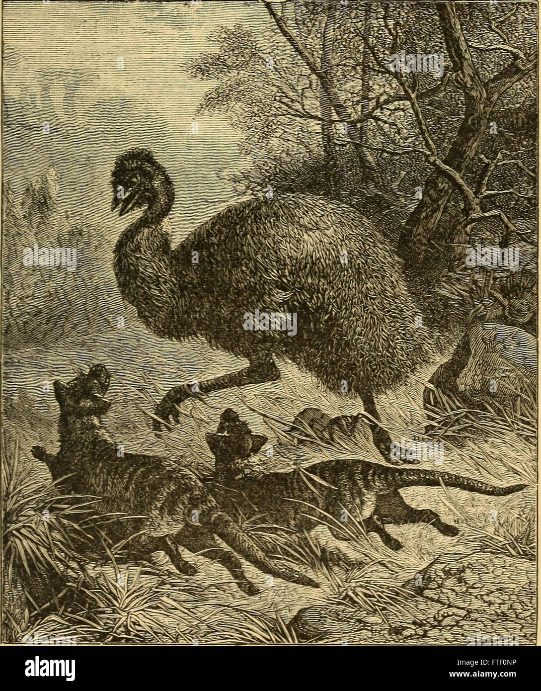 This 1887 work explores the various forms of animal life both in ...