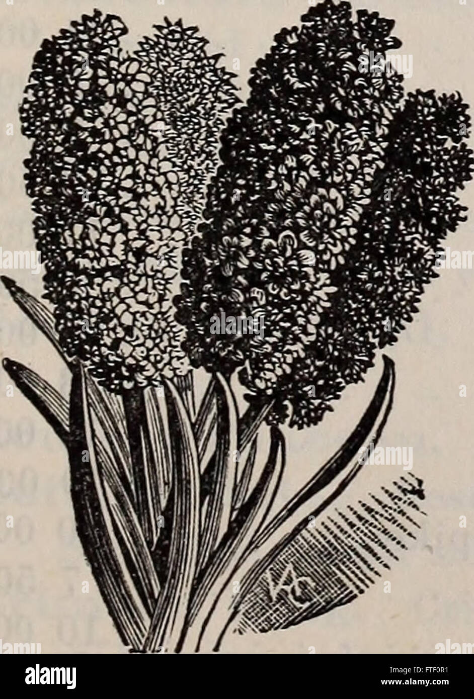 The 1902 wholesale trade price list provides detailed pricing and ...