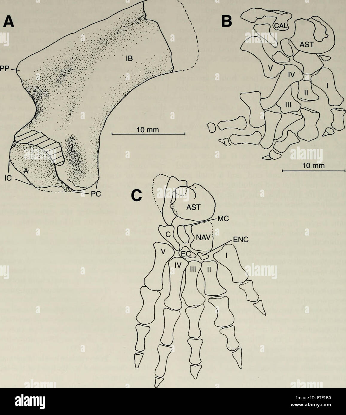 The 2001 Bulletin of the Museum of Comparative Zoology at Harvard ...