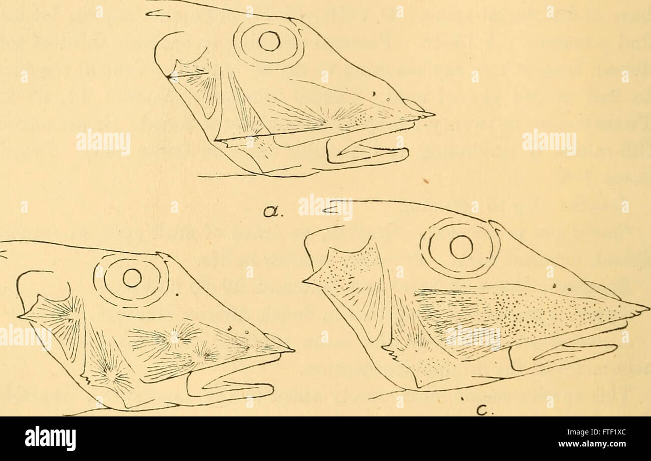 Annale van die suid afrikaanse museum hi-res stock photography and ...