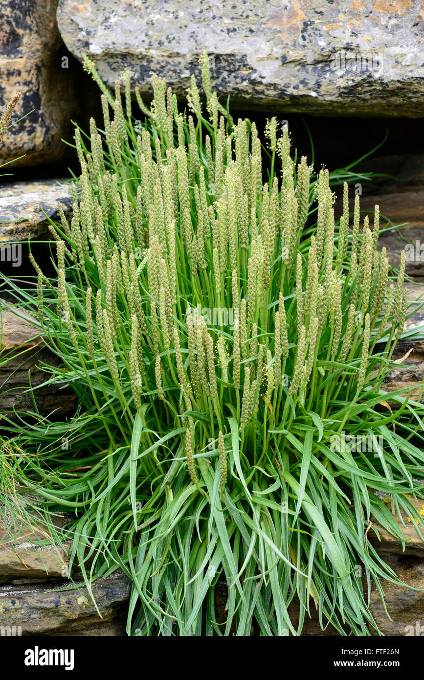 Sea Plantain (Plantago maritima Stock Photo - Alamy