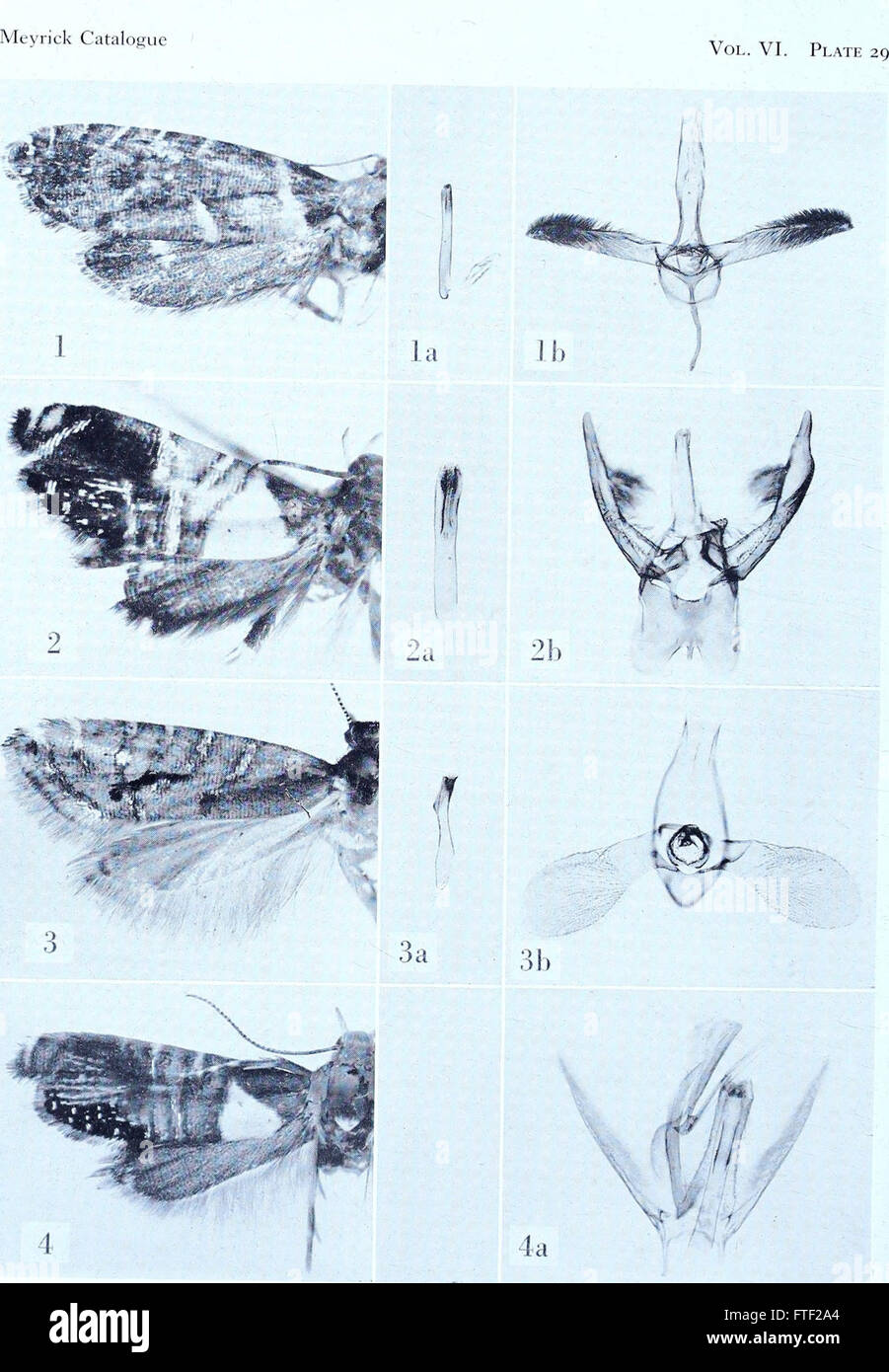 This 1955 catalogue compiles the type specimens of Microlepidoptera ...