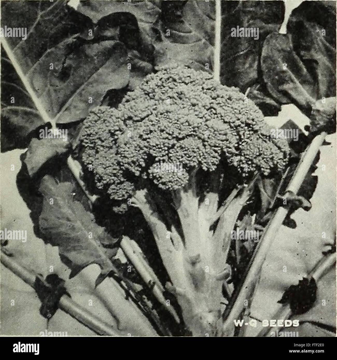 Spring 1965 hi-res stock photography and images - Alamy