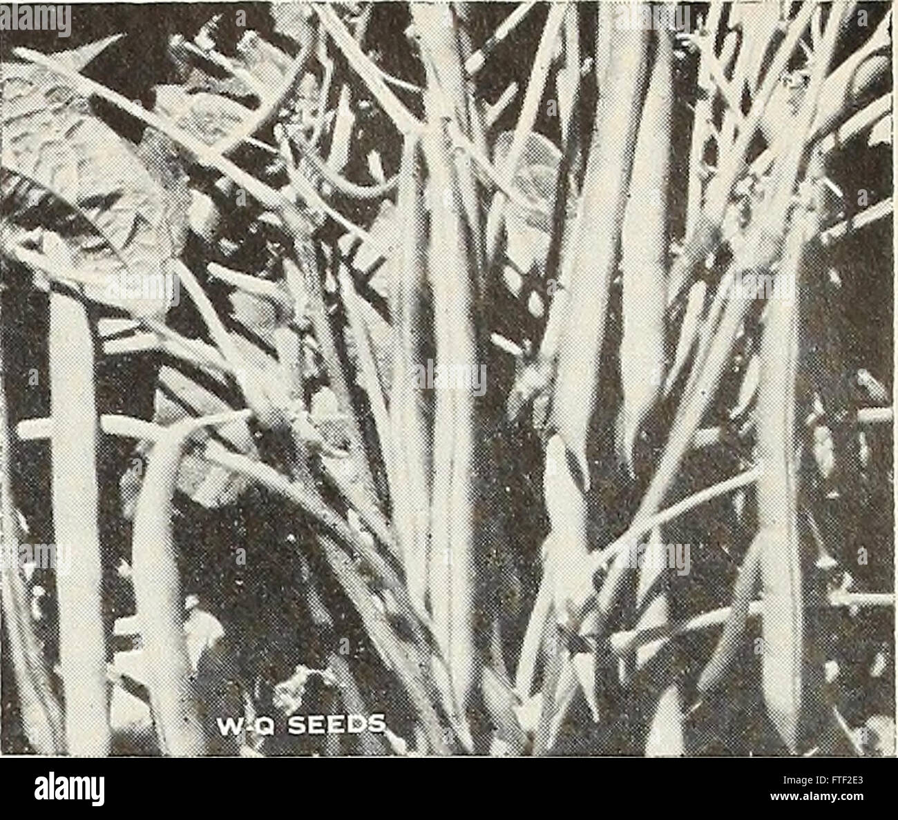 Spring 1965 hi-res stock photography and images - Alamy