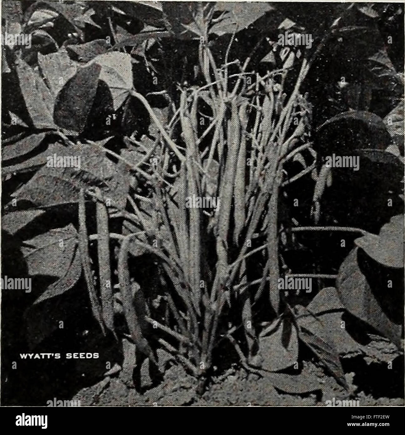 Catalog - spring 1968 (1968 Stock Photo - Alamy