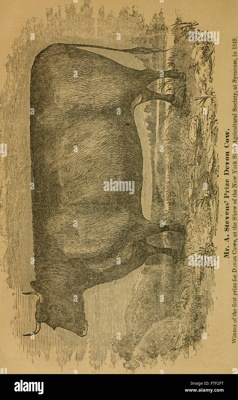A detailed 1851 study on cattle, focusing on their breed types, care ...