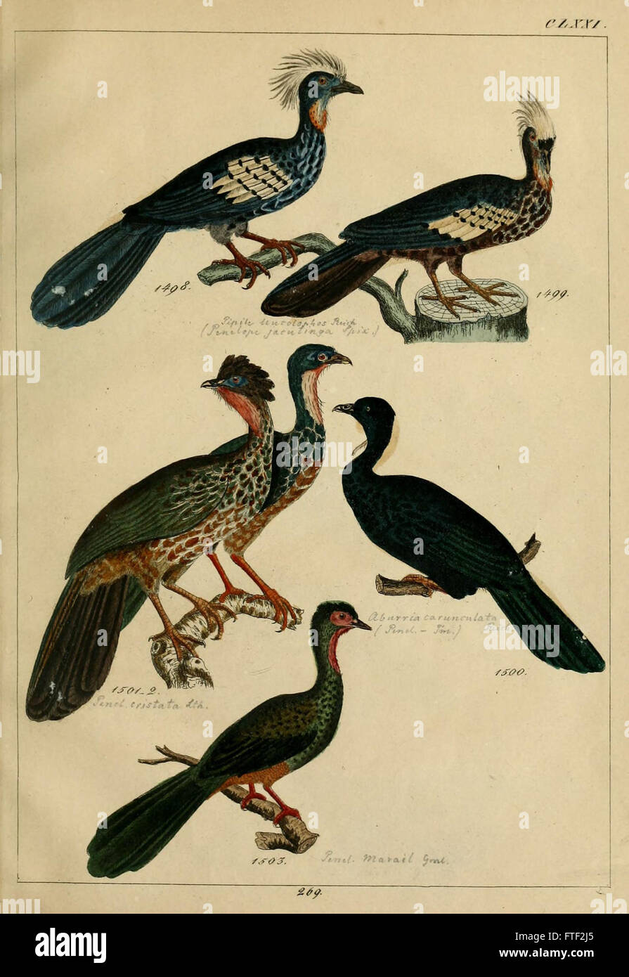 A zoological atlas, featuring detailed illustrations of animals from ...