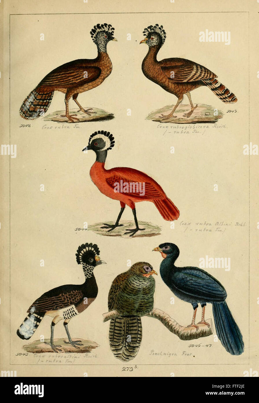 *Central Atlas for Zoological Gardens* (Taf. 273b) provides detailed ...