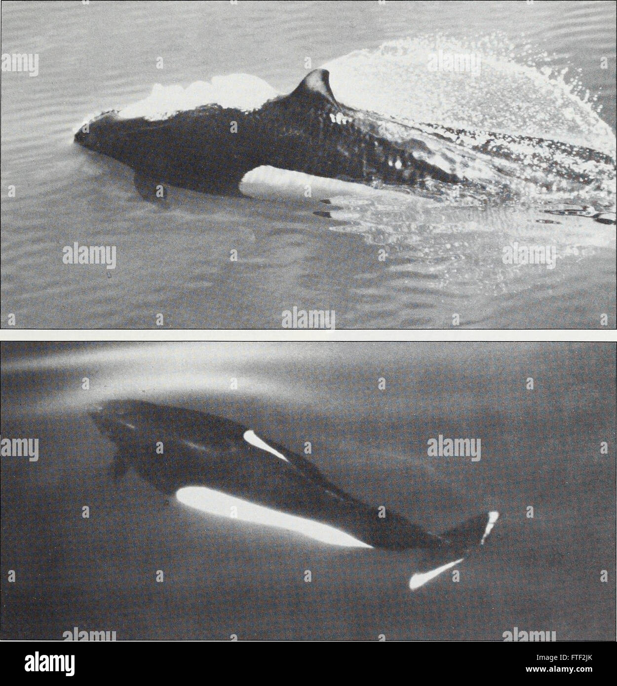 Cetaceans of the Channel Islands National Marine Sanctuary - prepared ...