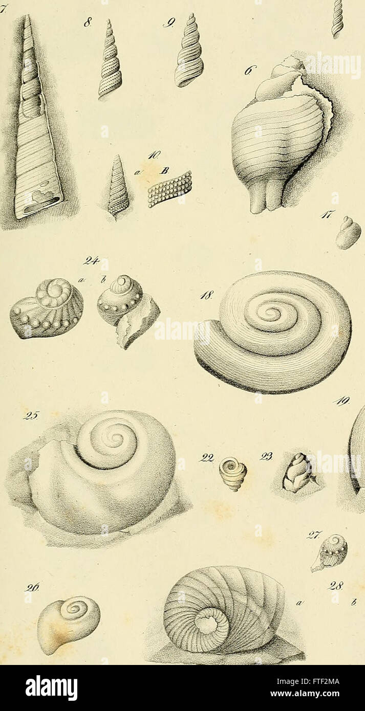 A geological study on the stratigraphy and fossils of the Saxon chalk ...