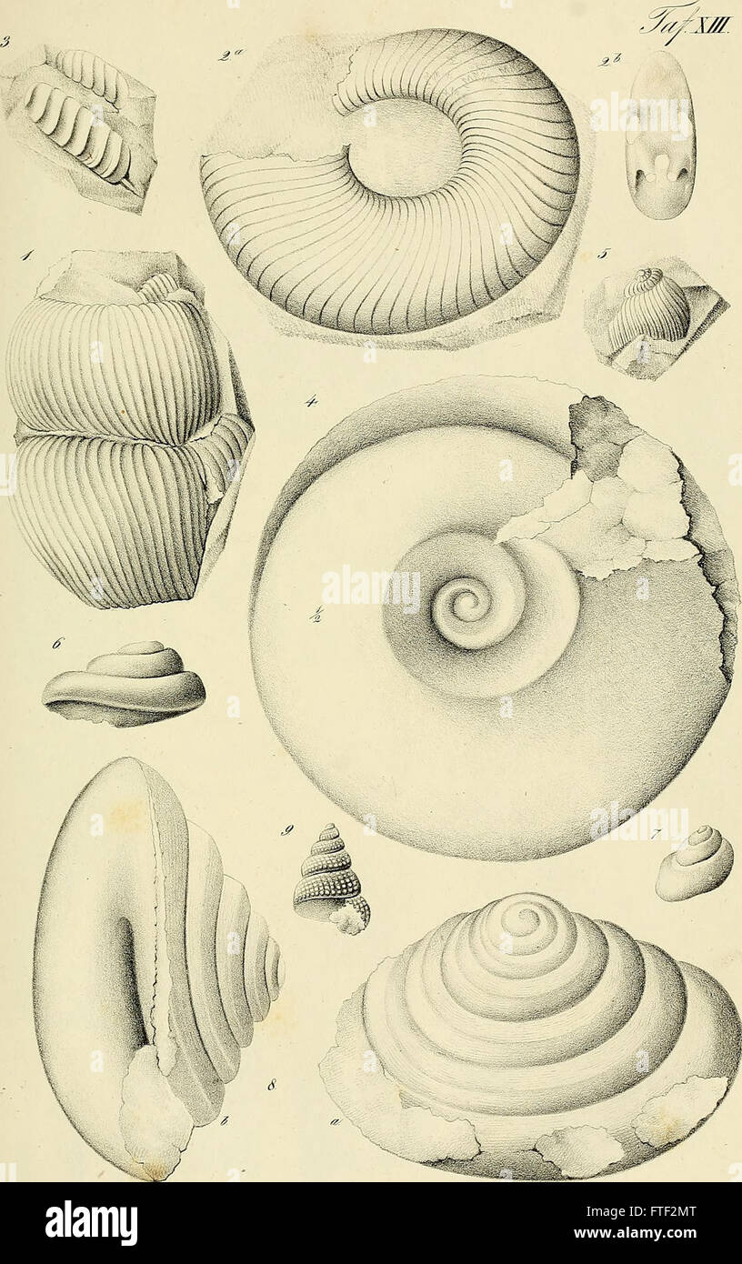 Fossils map hi-res stock photography and images - Alamy