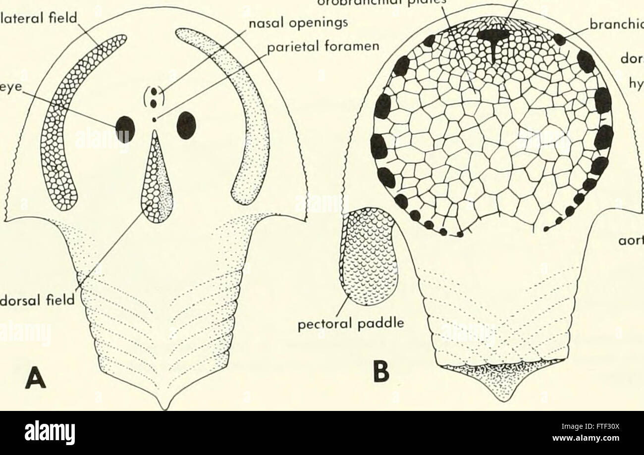 This 1962 publication on chordate morphology presents a detailed ...