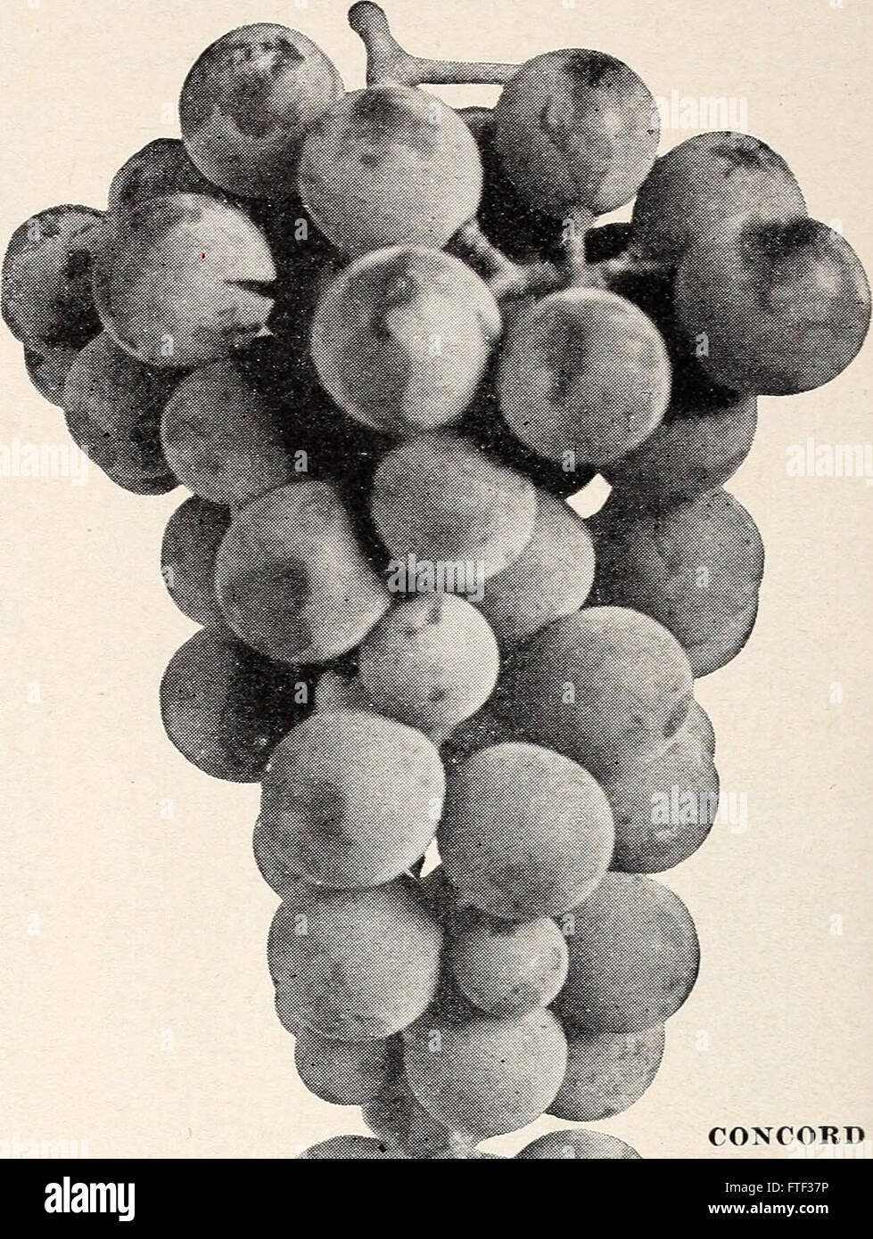 Rayner’s Berry Book, published in 1955, offers detailed guidance on ...