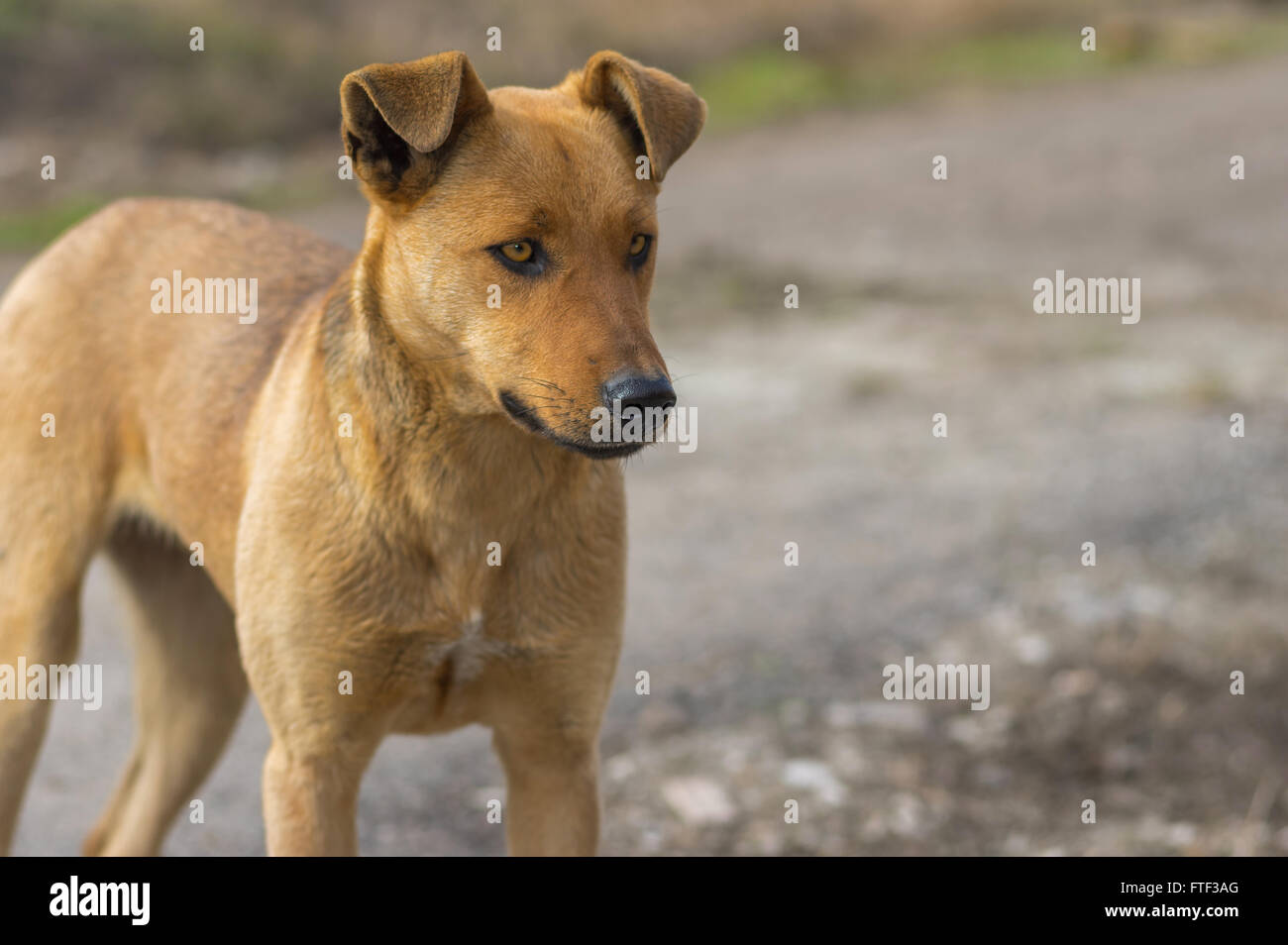 Outdoor portrait of stray female dog looking with stare Stock Photo - Alamy