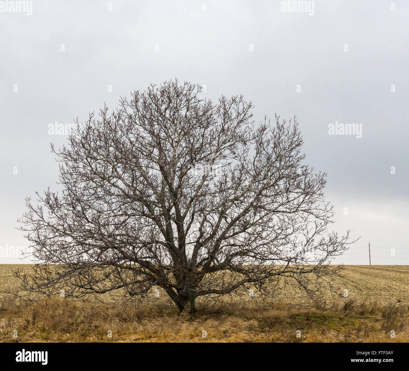 Branchy hi-res stock photography and images - Alamy