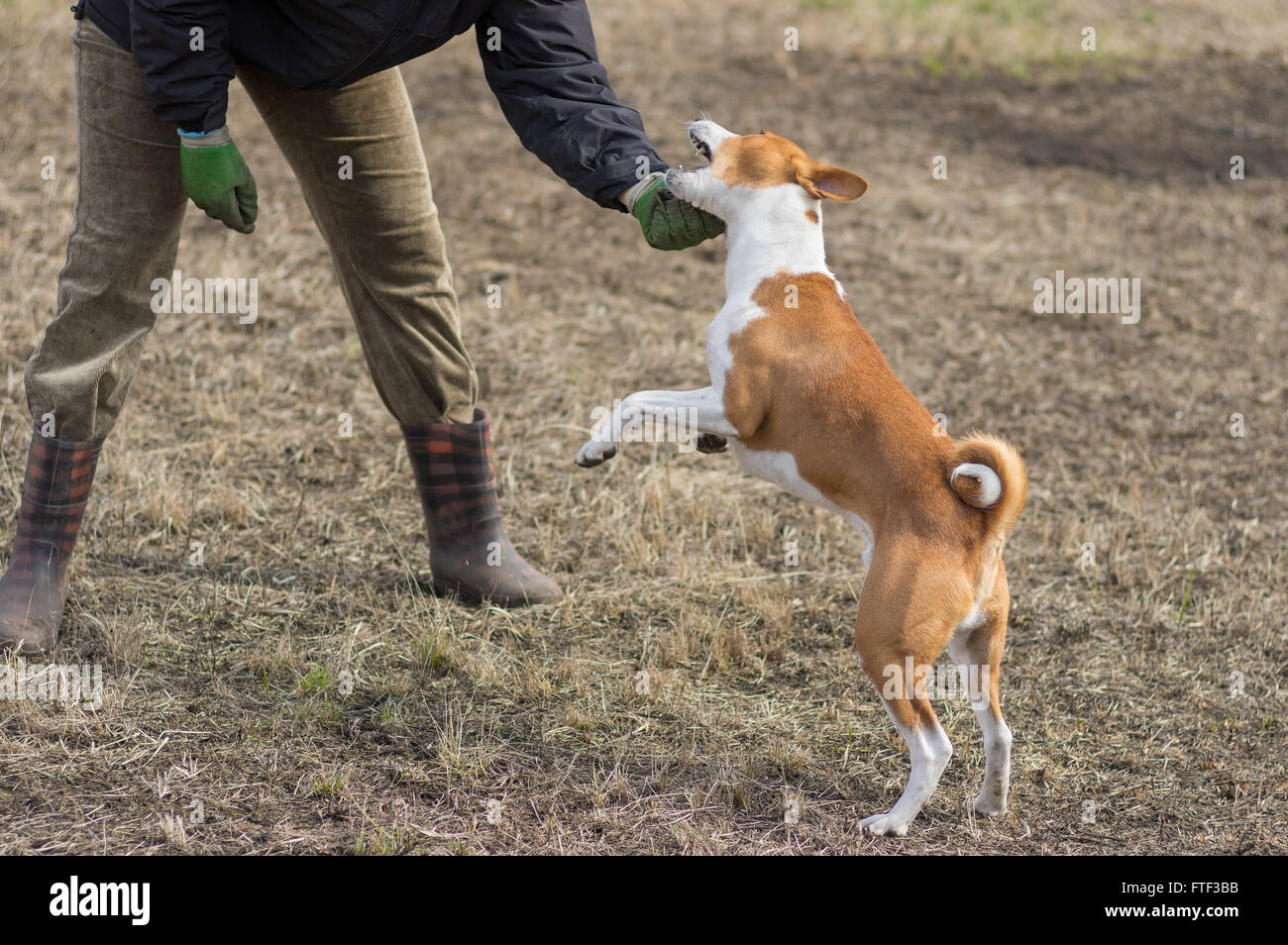 Basenji dog attacks while playing outdoors with master Stock Photo - Alamy