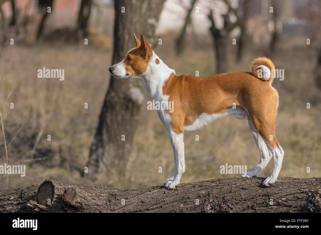 Full body portrait of Basenji dog standing on a tree branch Stock Photo ...