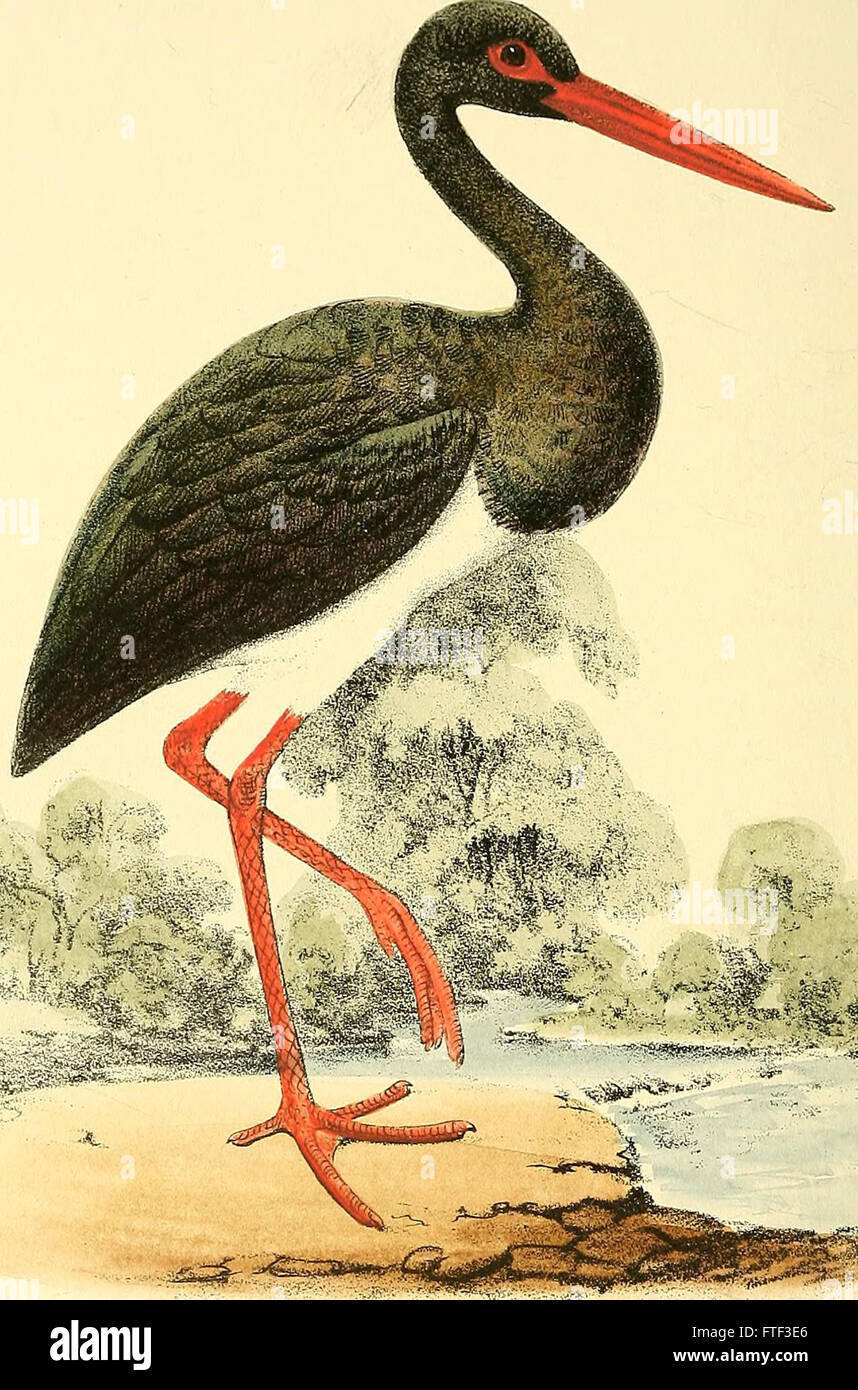 'Coloured Illustrations of British Birds and Their Eggs' (1847 ...