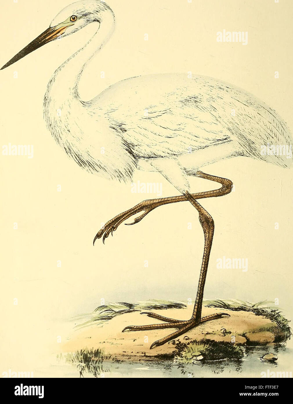 A 1847 illustrated work featuring color depictions of British bird ...