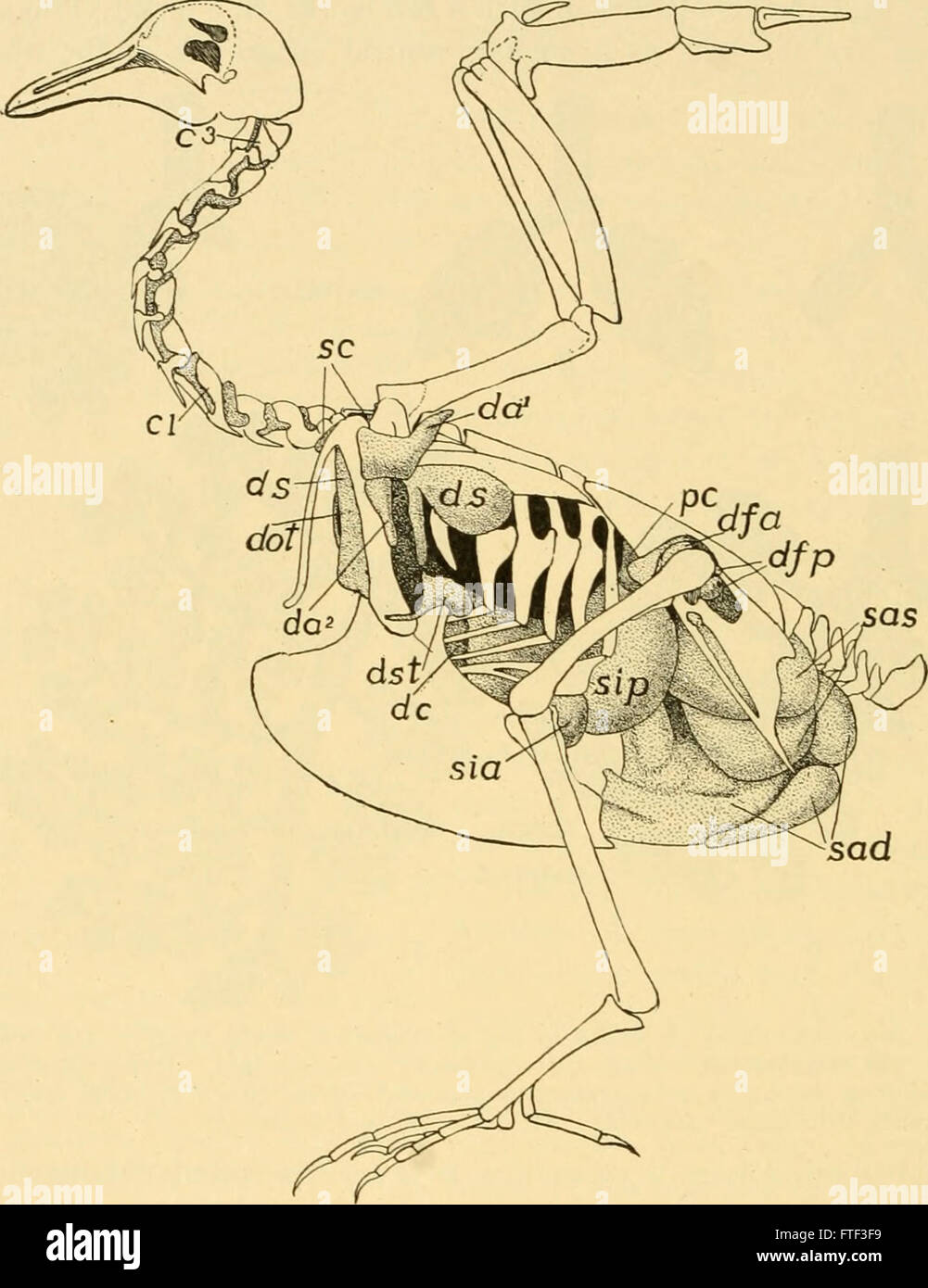 Different systems human body hi-res stock photography and images - Alamy