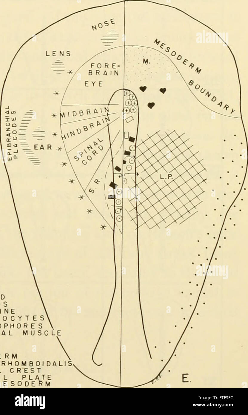 This work on comparative embryology presents detailed illustrations and ...