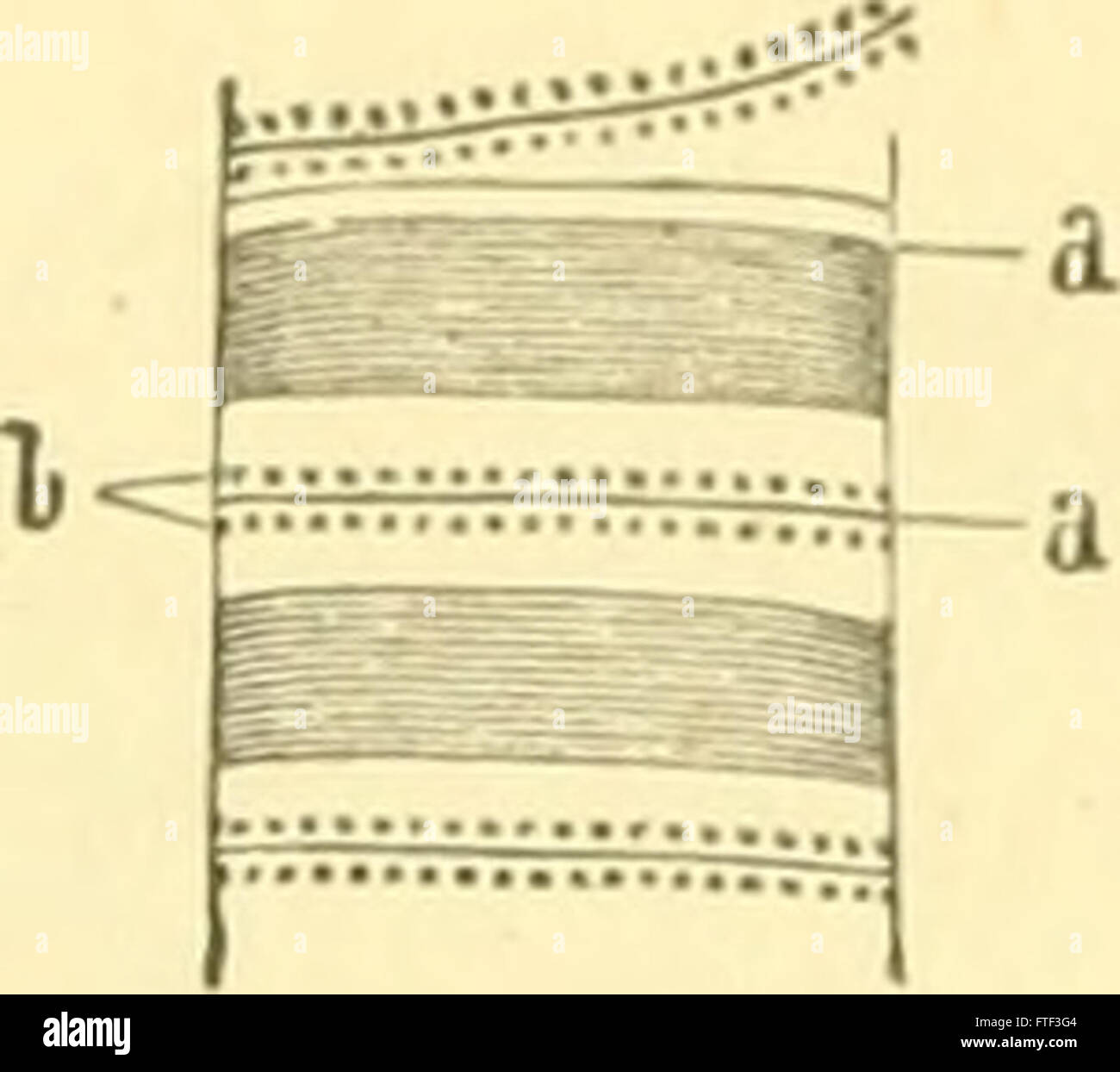 The 'Compendium of Histology' (1876) provides an overview of tissue ...
