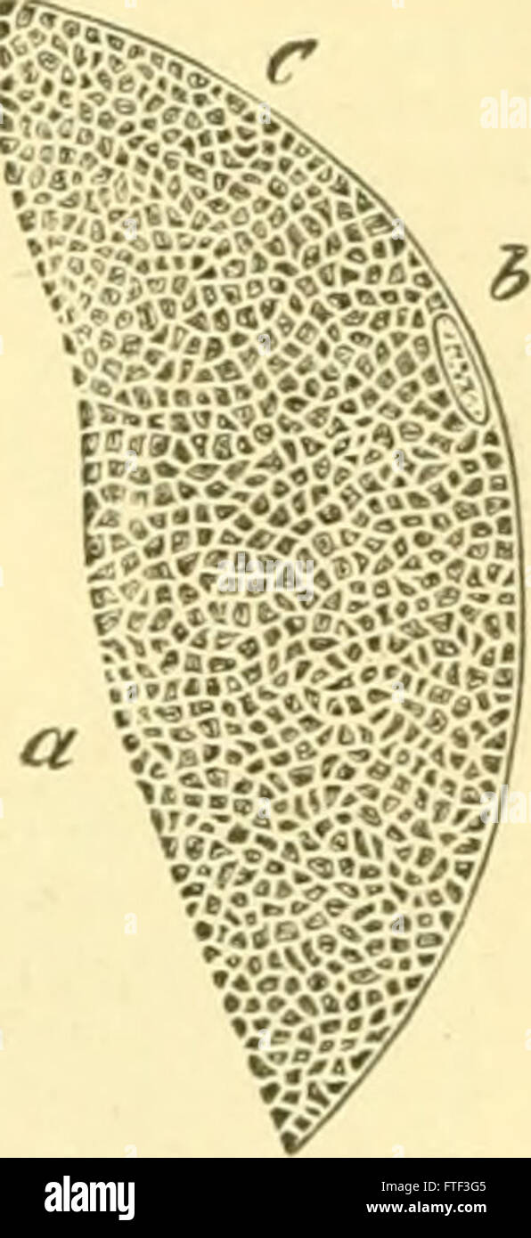 A 1876 scientific work providing a detailed overview of histology, the ...