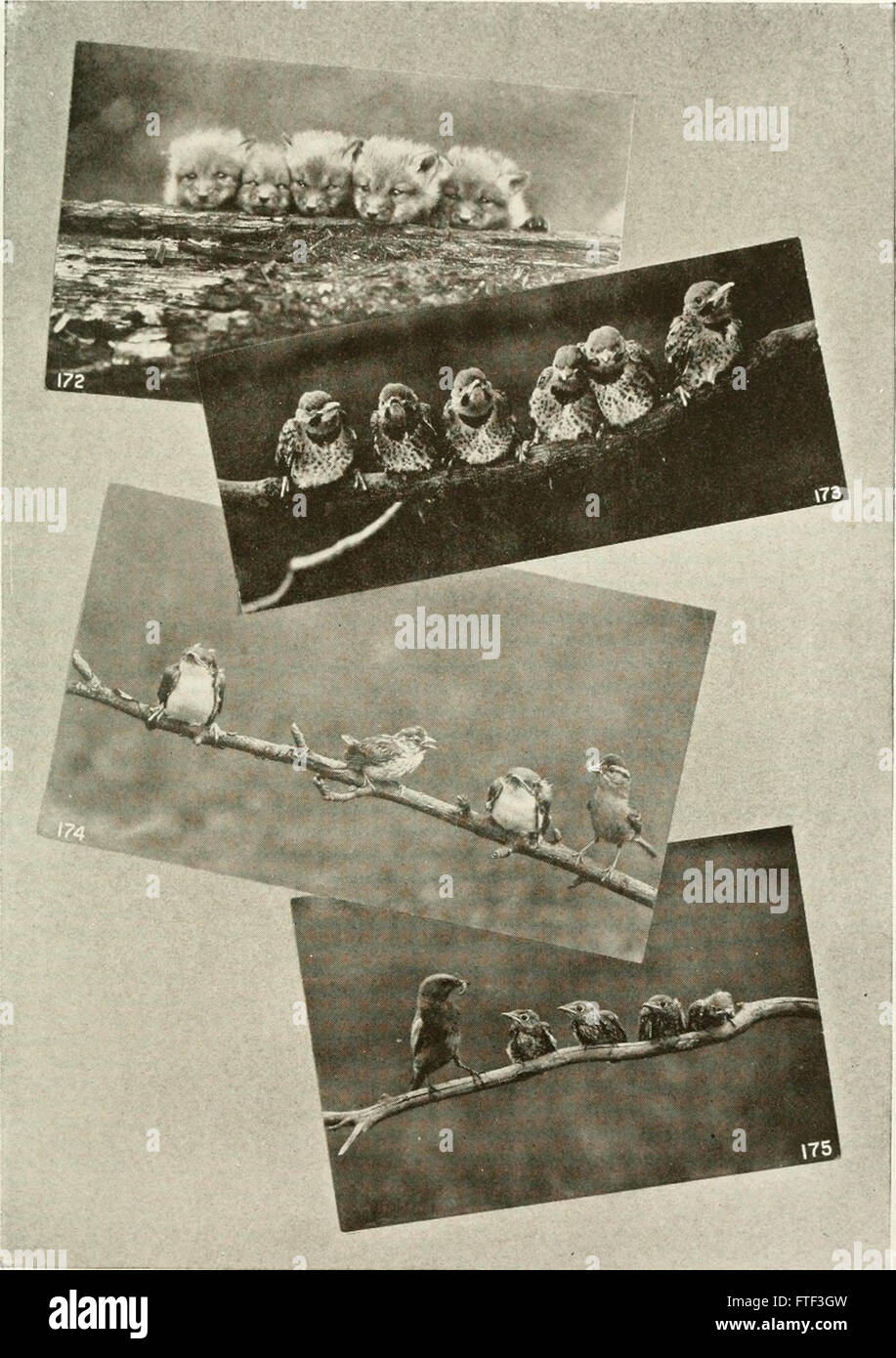 A comprehensive 1909 guide to practical photography, offering step-by ...