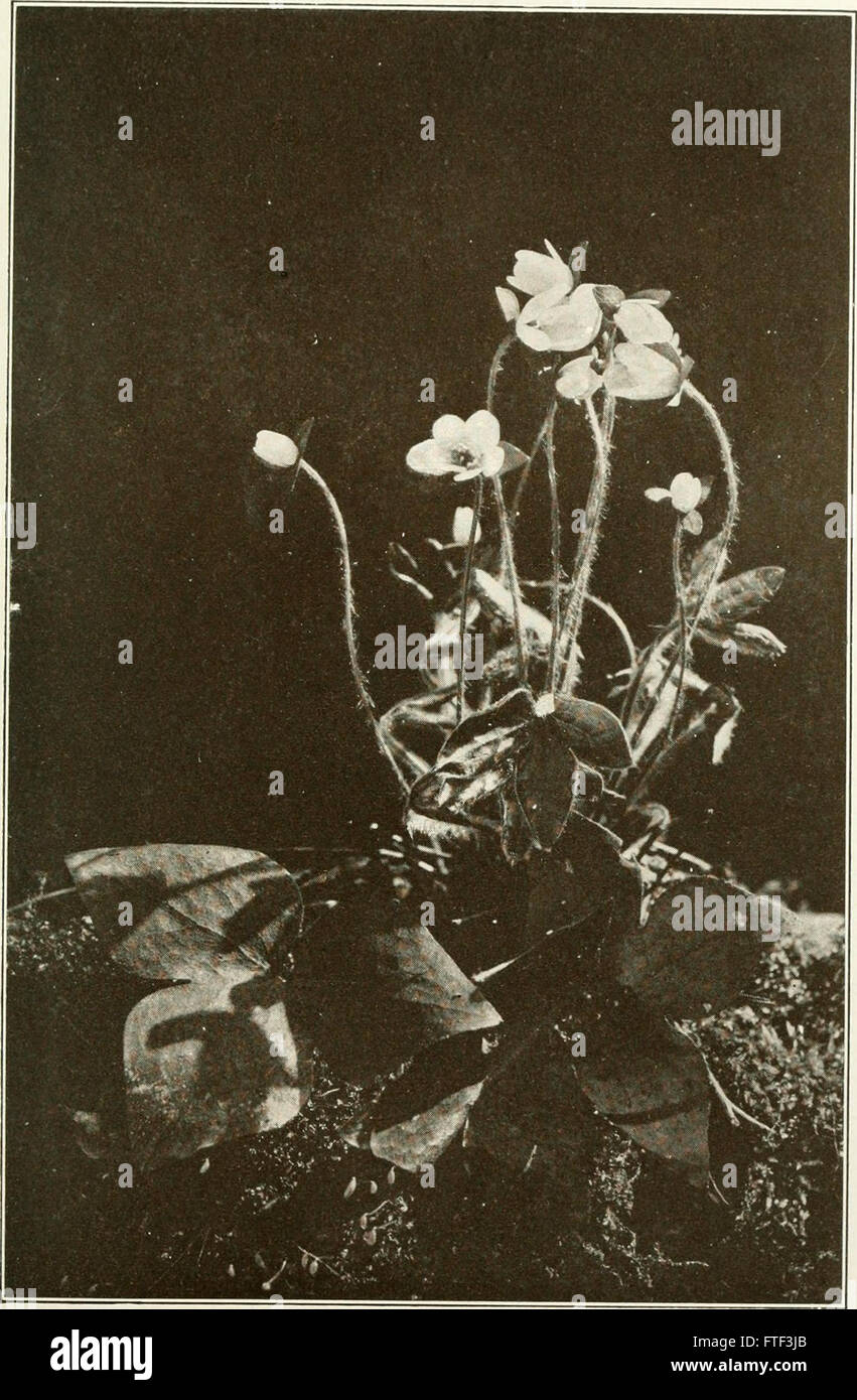 The 1909 'Complete Self-Instructing Library of Practical Photography ...
