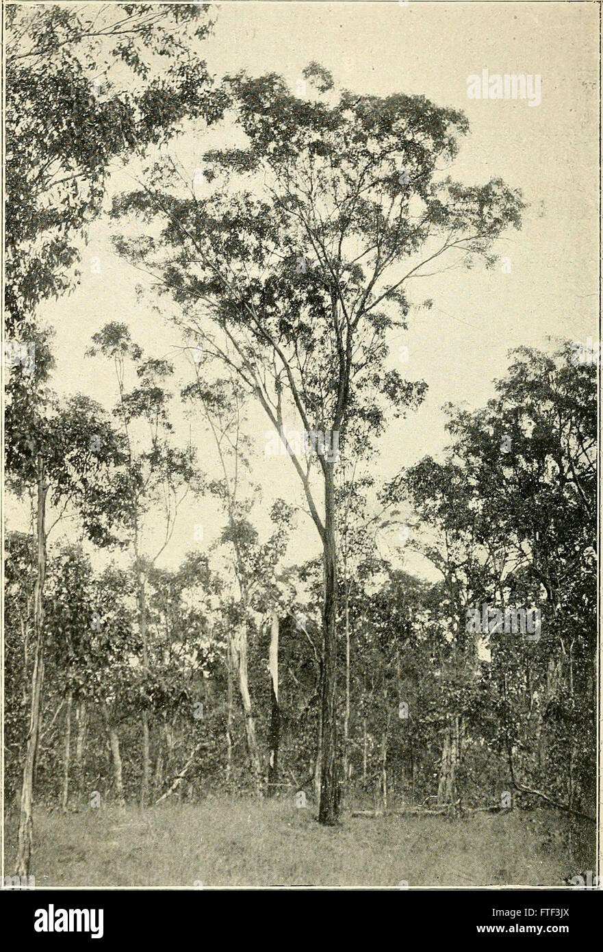 This catalogue provides a detailed list of Queensland plants, both ...