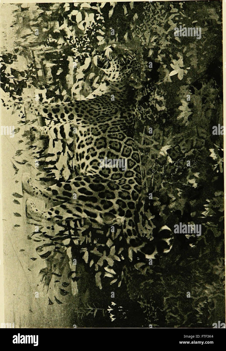 A 1909 study of camouflage in animals, detailing the principles of ...