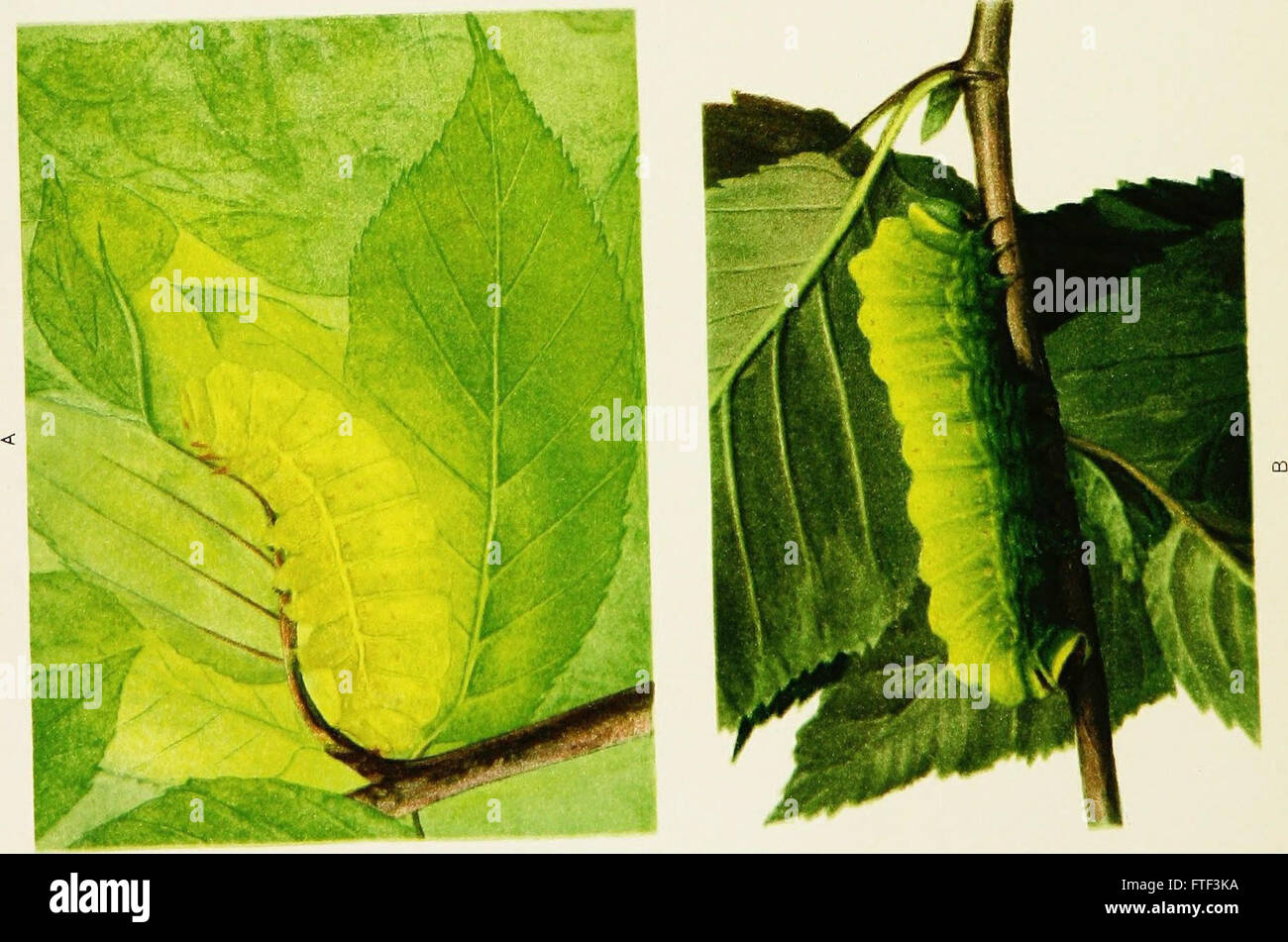 Coloration of the animal hi-res stock photography and images - Alamy