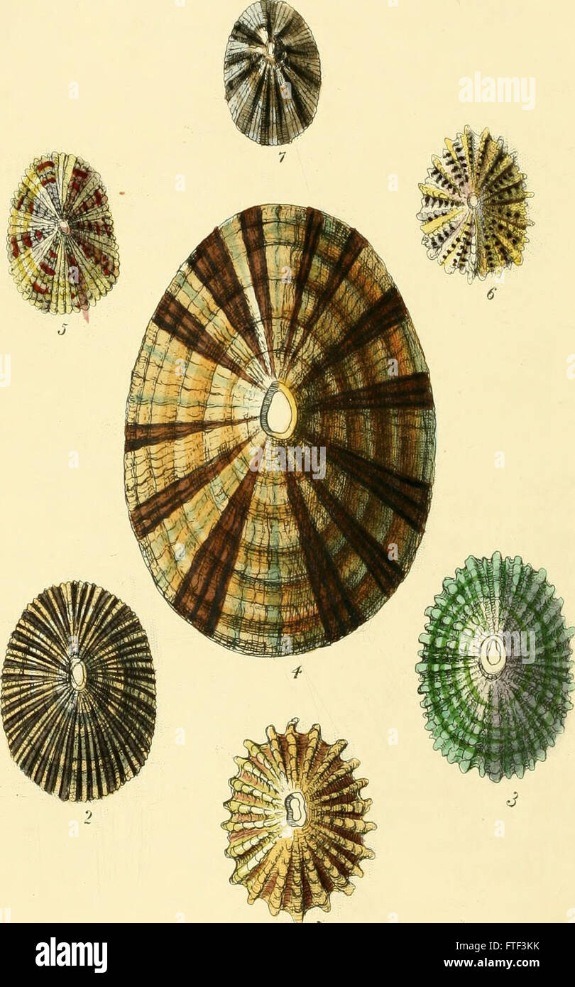 This 1841 work provides a systematic classification of Lepades and ...