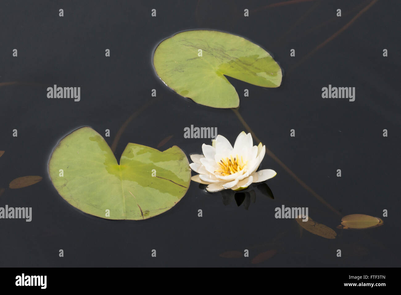White Water Lily (Nyphaea alba ssp. occidentalis Stock Photo - Alamy