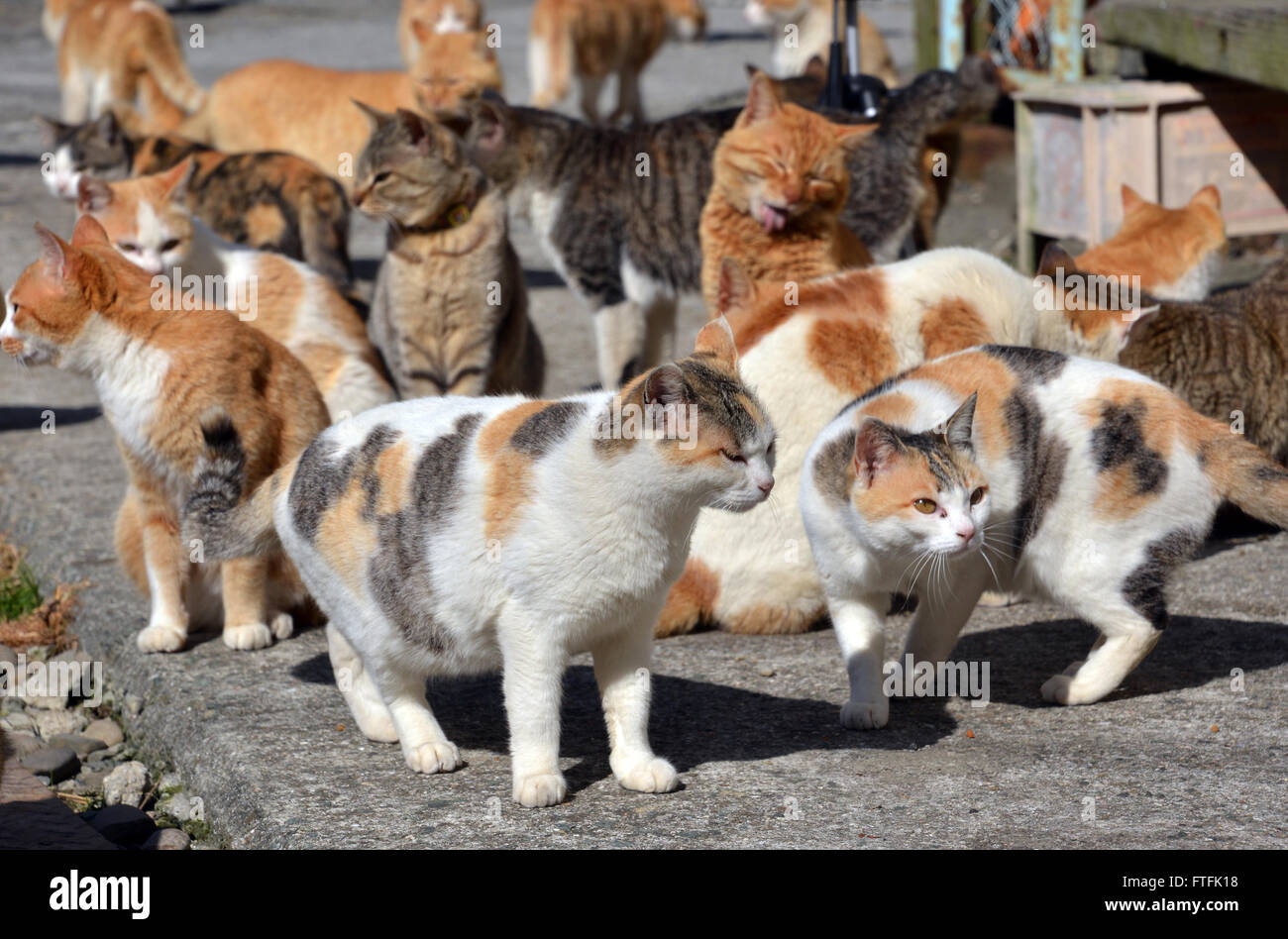 Tuesday. 22nd Mar, 2016. An army of cats inhabit the cat paradise of ...