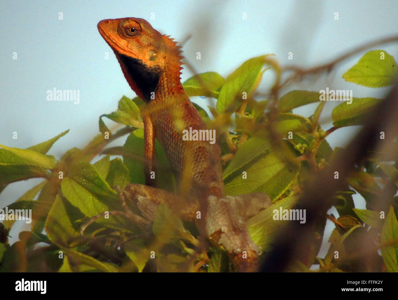 Maned lizard hi-res stock photography and images - Alamy