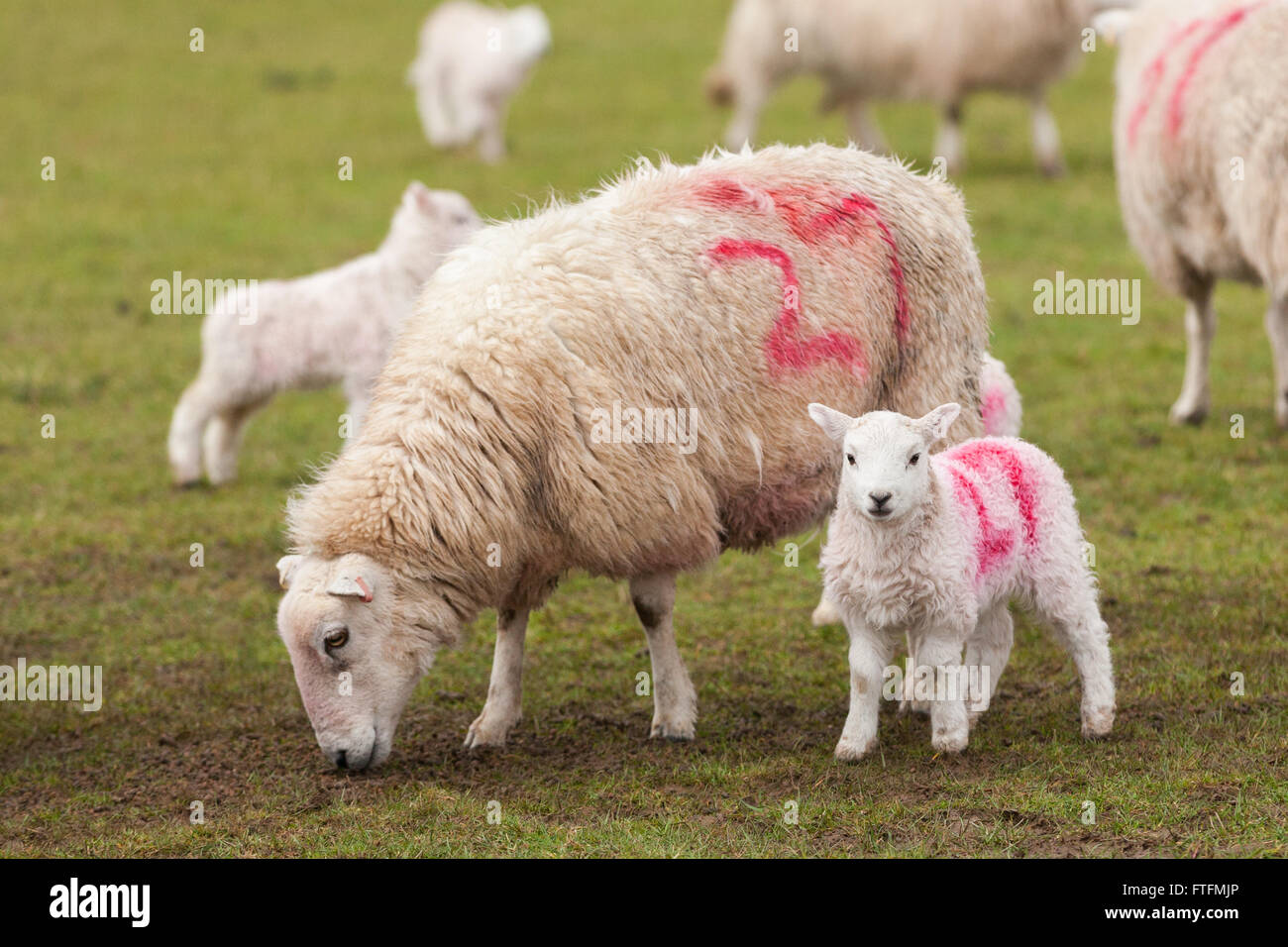Numbered lambs hi-res stock photography and images - Alamy