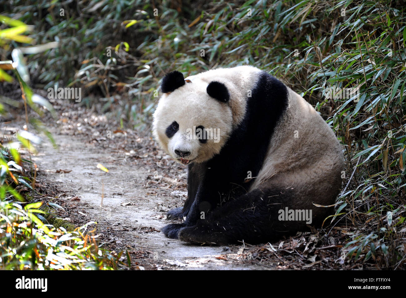 Giant panda ming ming hi-res stock photography and images - Alamy