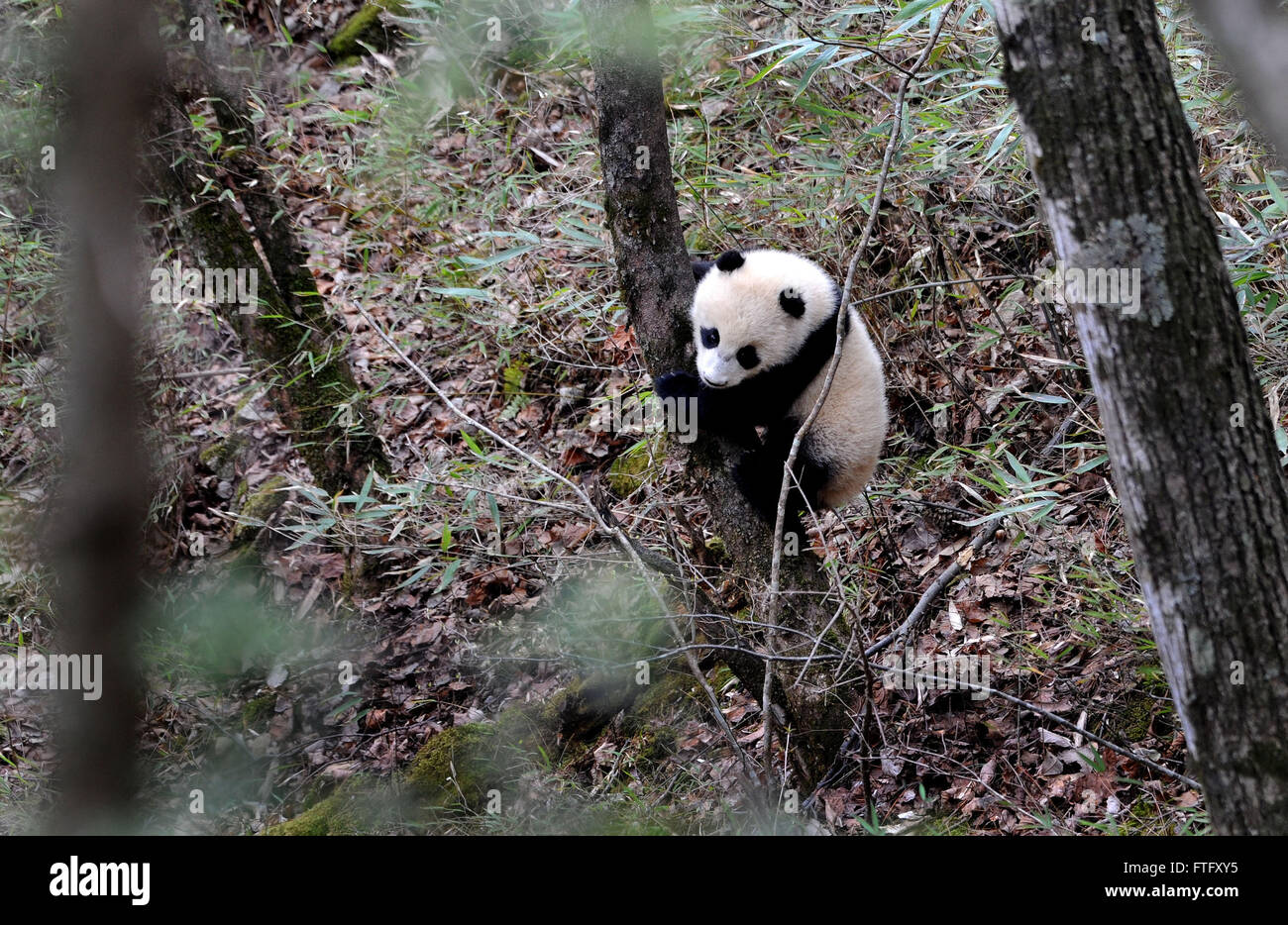 Qinling panda hi-res stock photography and images - Alamy